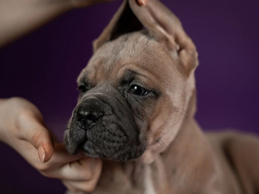 Кобель кане корсо