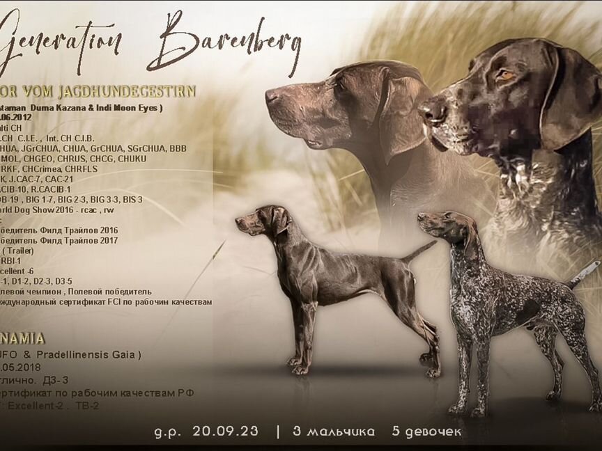 Щенки курцхаара