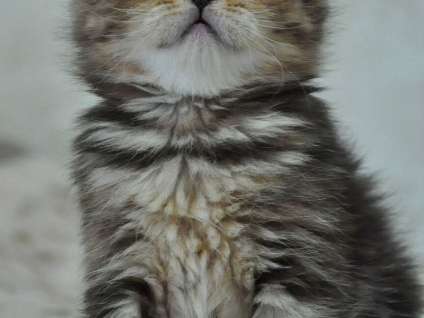 Мраморная черепаховая кошечка