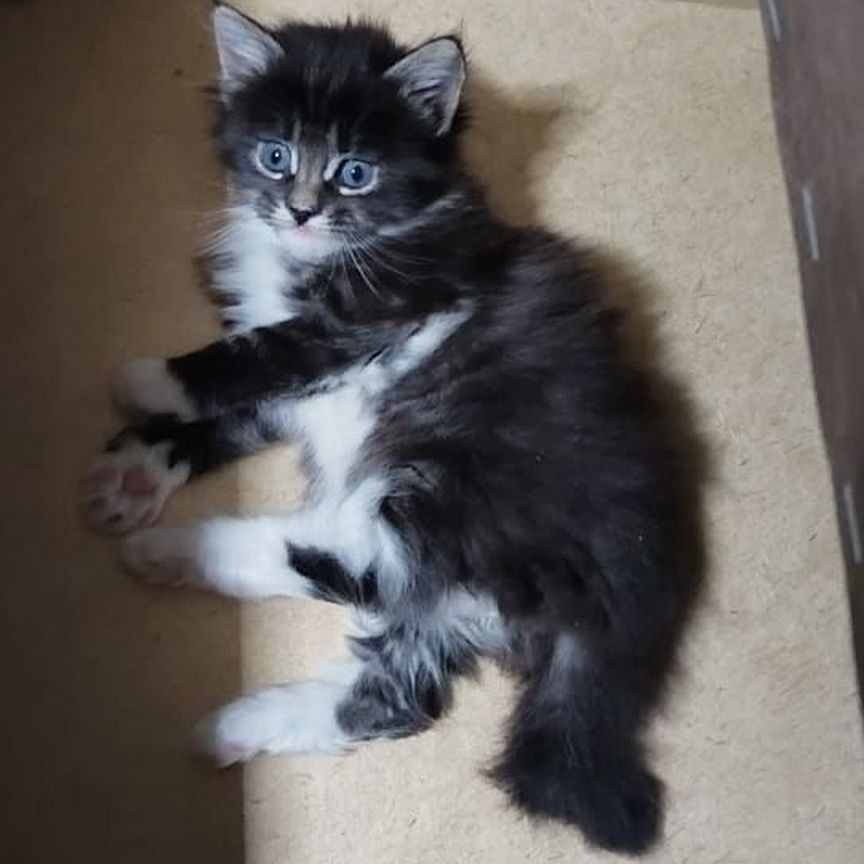 Сибирский котёнок