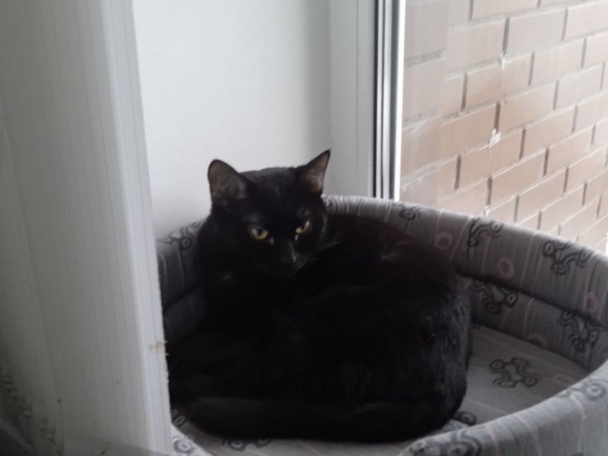 Кошка