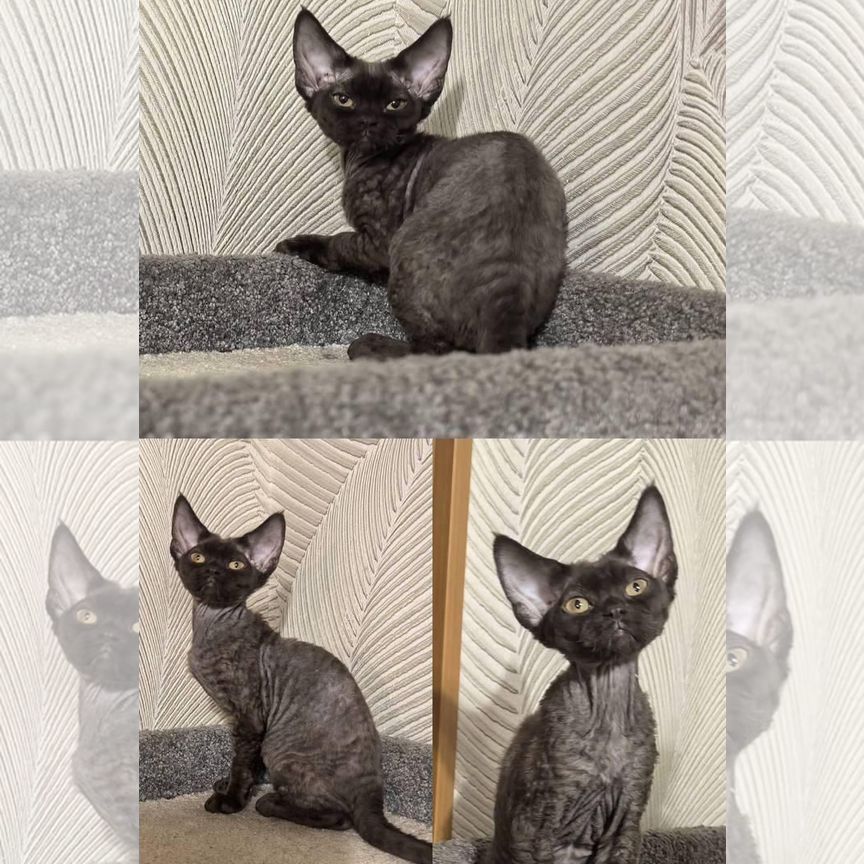 Девон-рекс котёнок