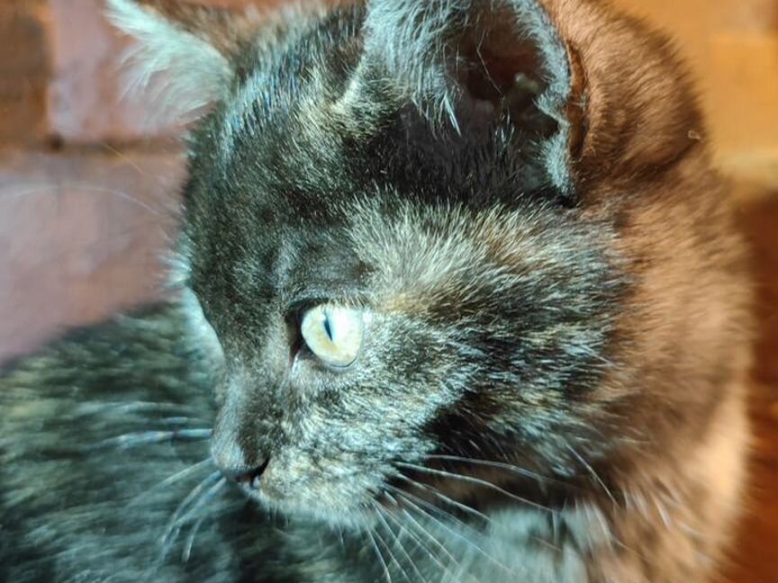 Котенок Котёночек котенка