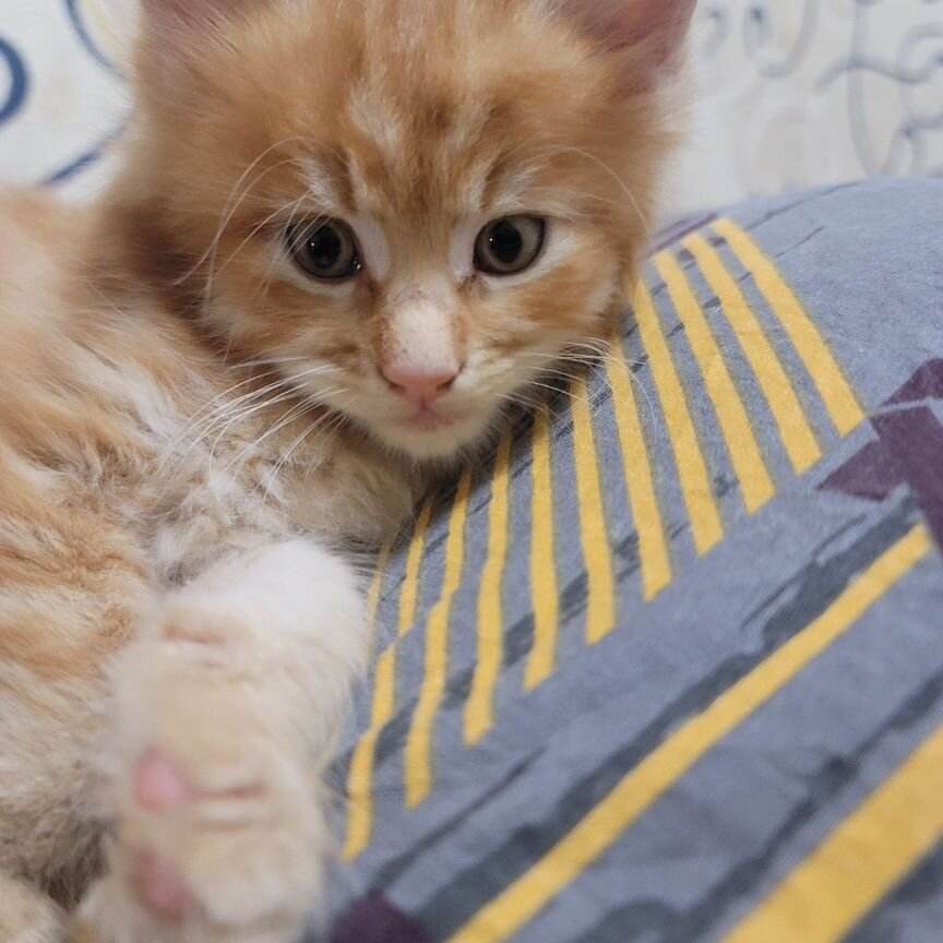 Рыжий котенок мейкун