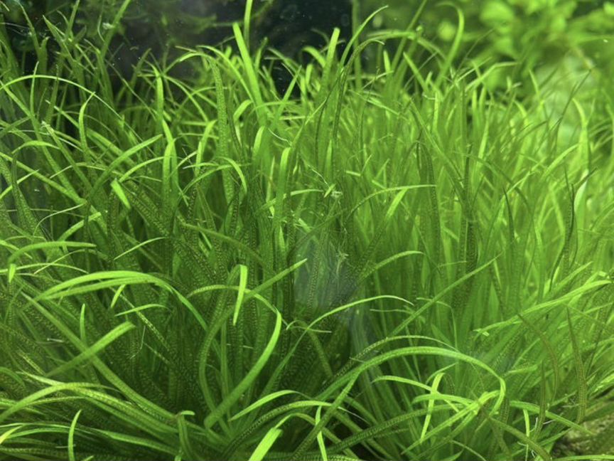 Аквариумное растение