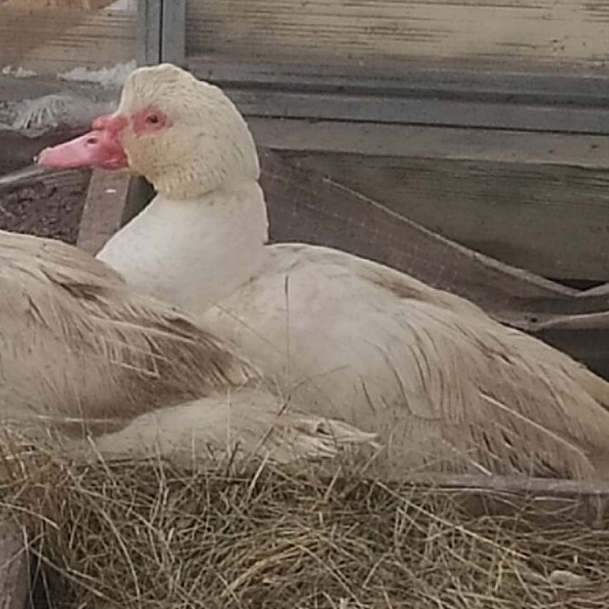 Индоутки тяжелой линии