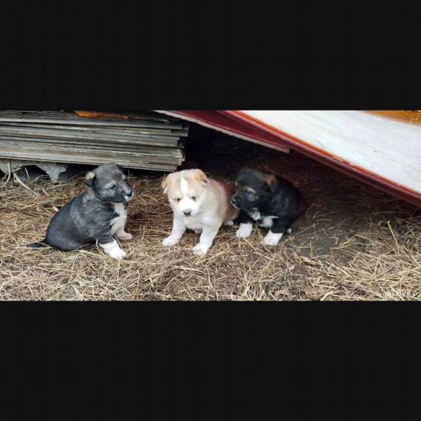 Щенок в добрые руки