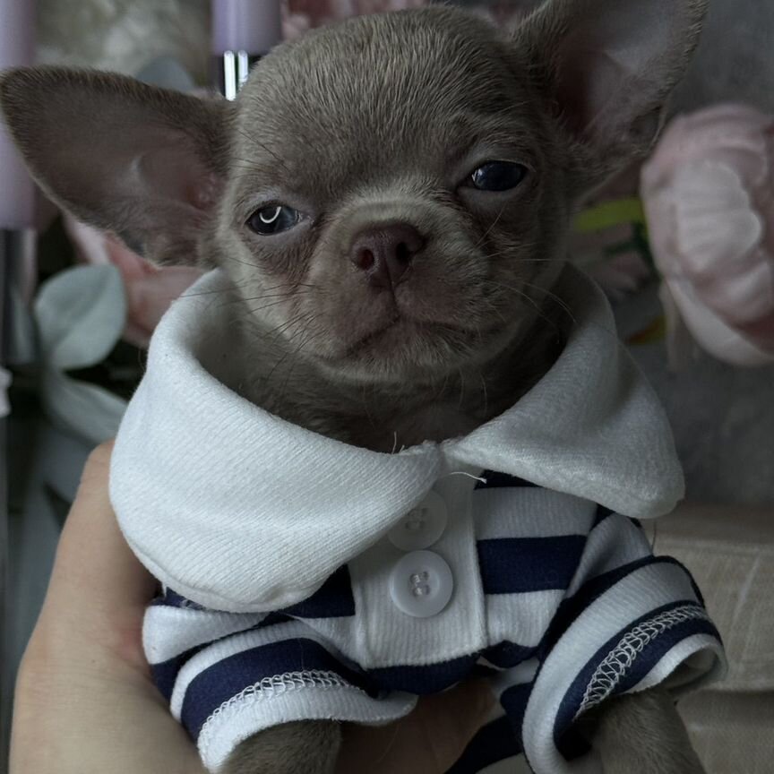 Чихуахуа мальчик лиловый