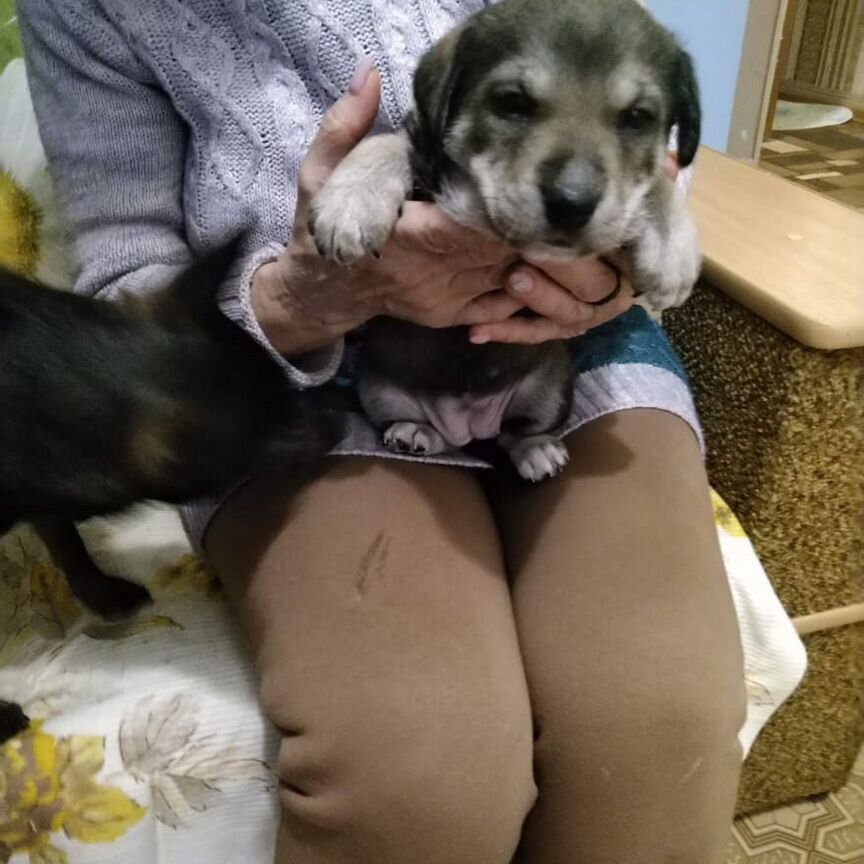Щенки