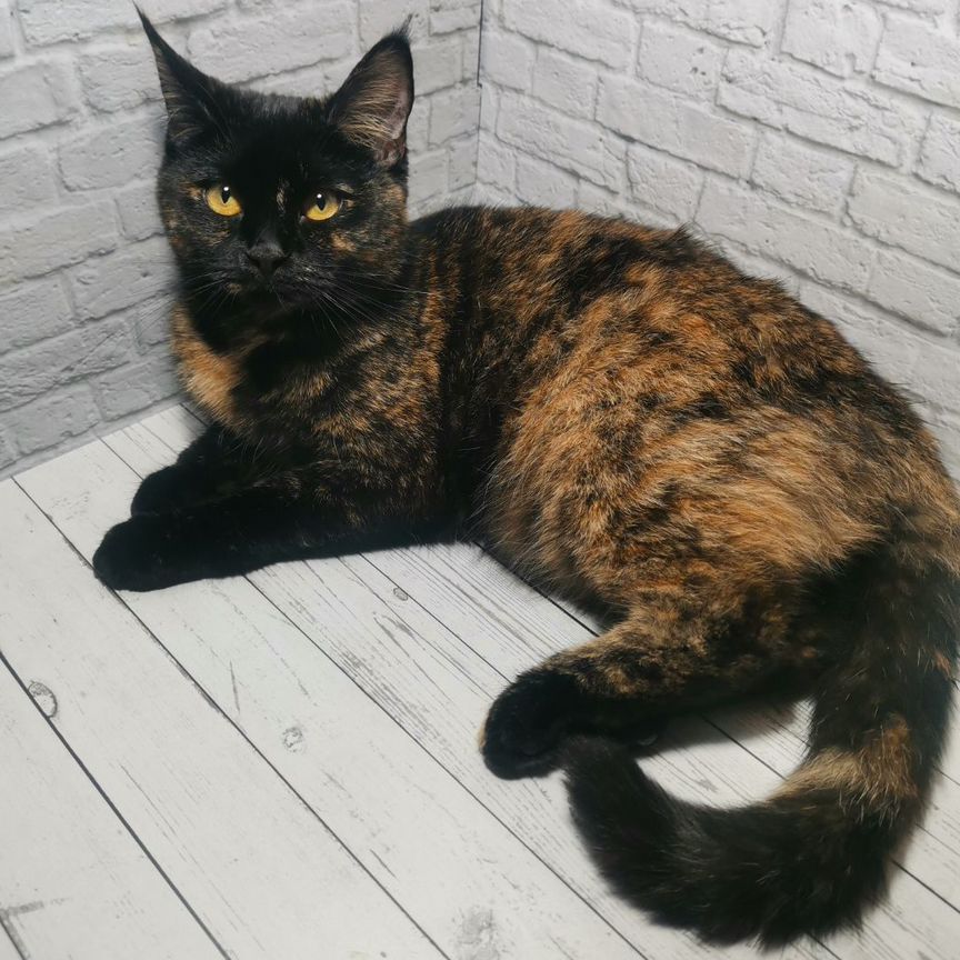 Мейн-кун, взрослая кошка