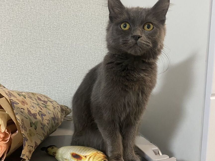 Кошка русская голубая