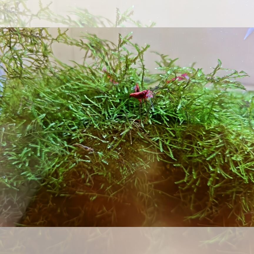 Мох аквариумный