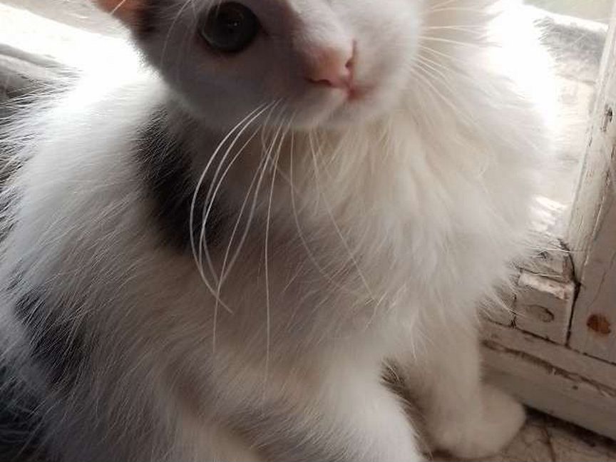 Пушистый котик