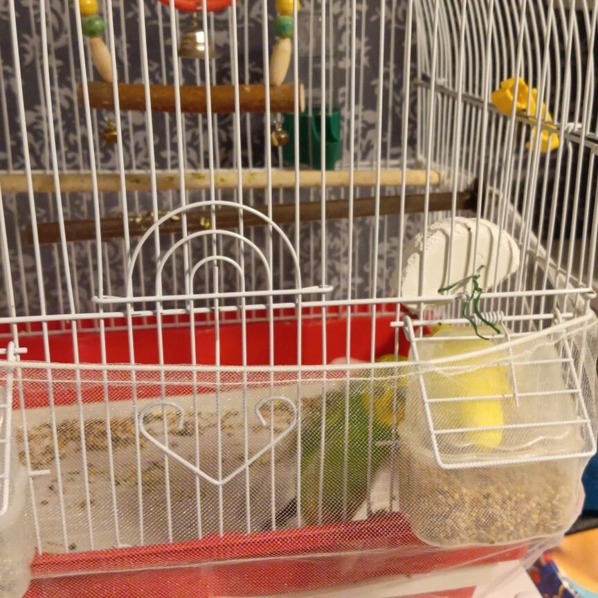 Продам двух попугаев м, ж