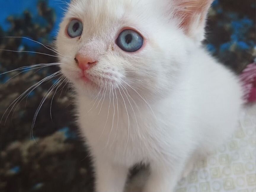 Котенок беленький (мальчик)