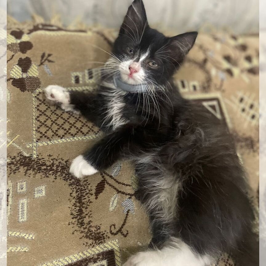 Котёнок в добрые руки