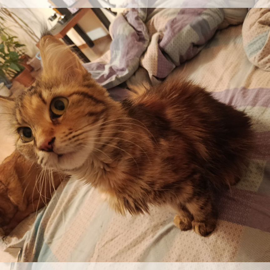 Мейн-кун, взрослая кошка