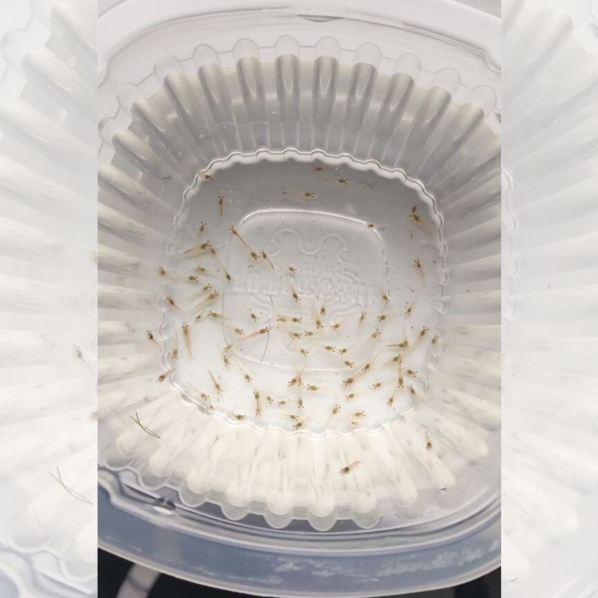 Креветки "Вишня" мальки