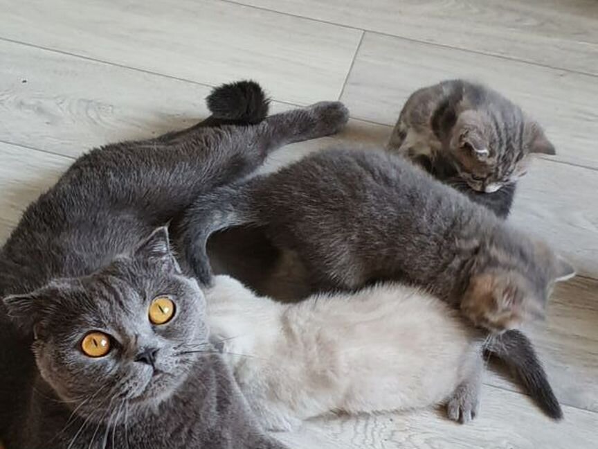 Шотландские веслоухие котята