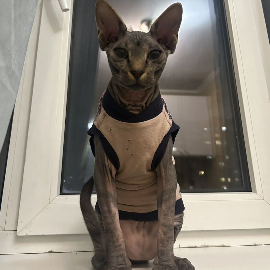 Канадский сфинкс котёнок