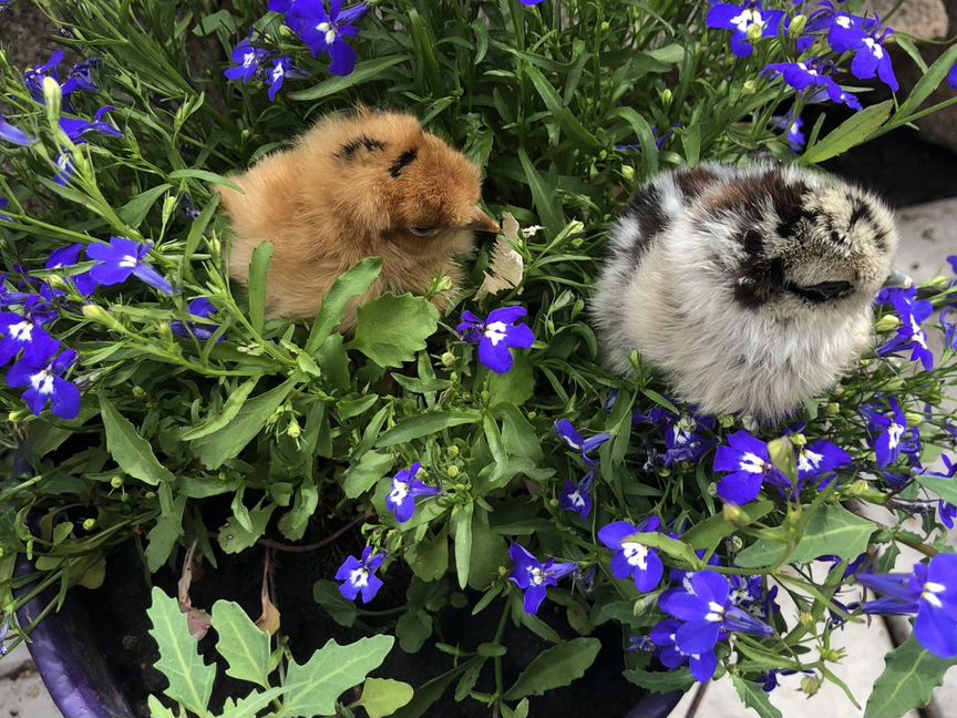 Цыплята китайской шелковой курицы