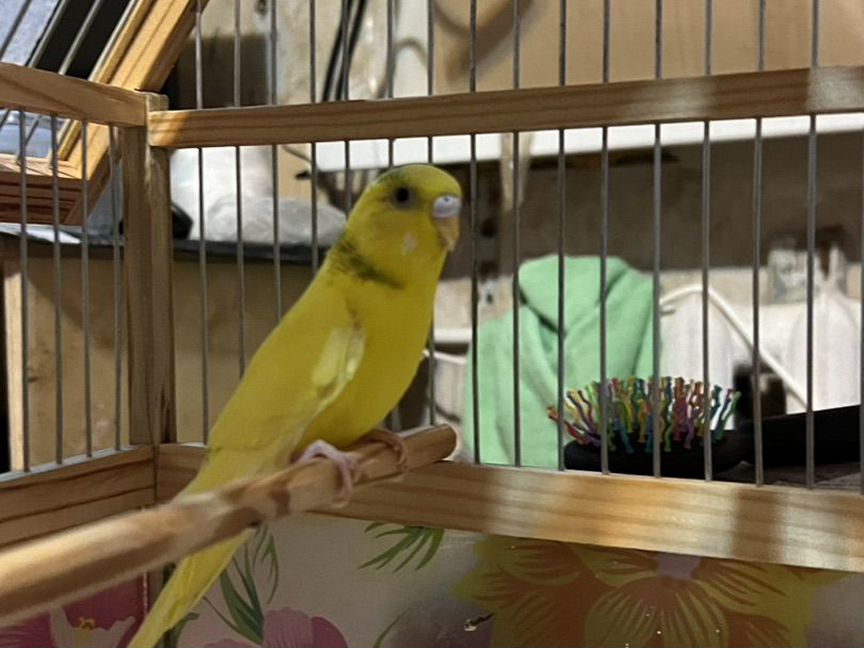 Воонистый попугай девочка