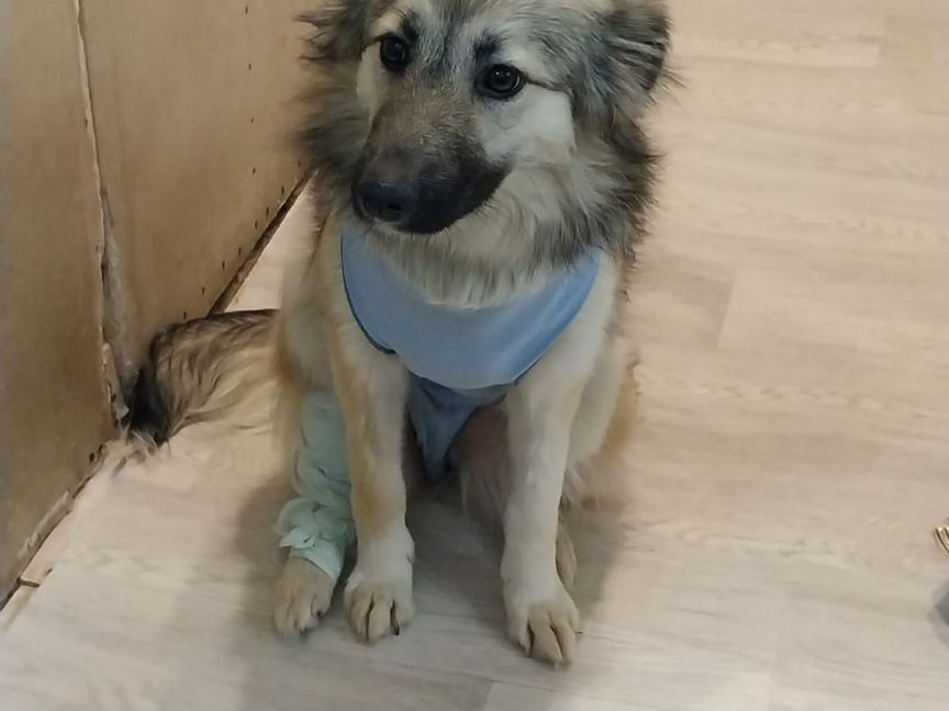 Несчастья маленькой Эвридики