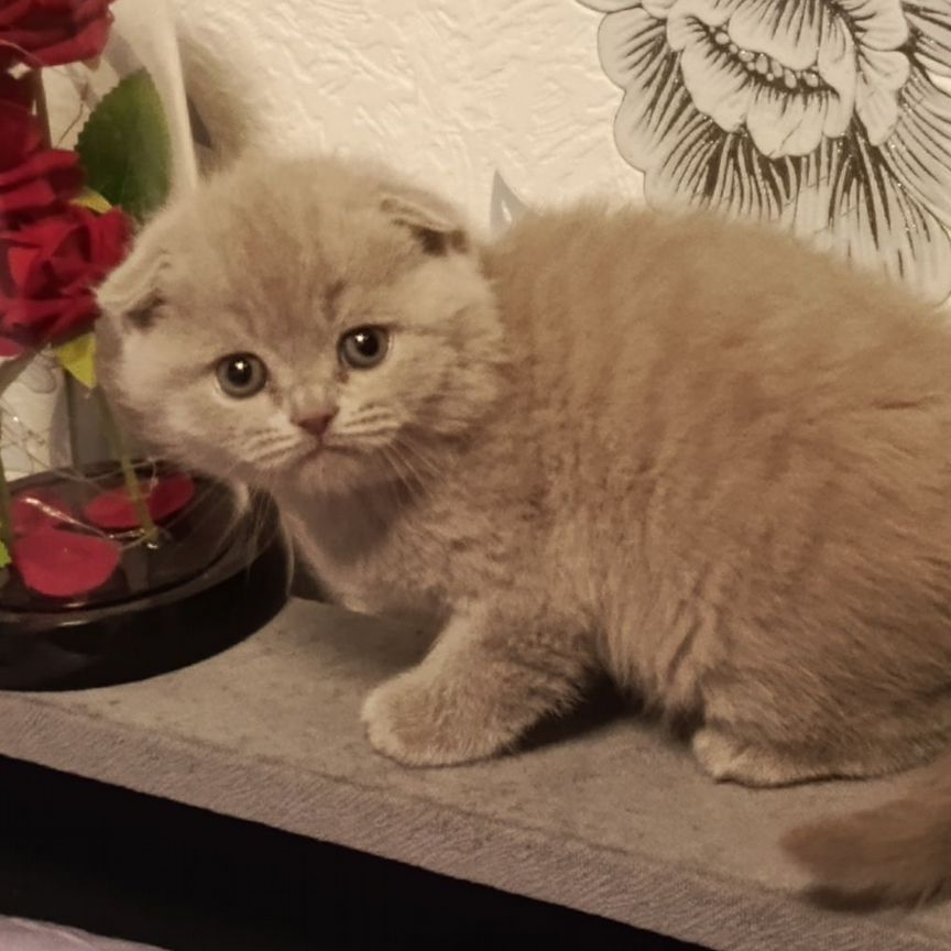 Шотландский вислоухий короткошёрстный котёнок
