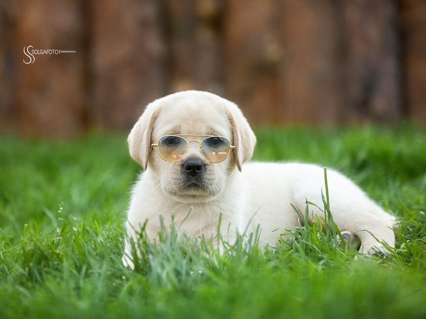 Щенки лабрадора ретривера палевого окраса