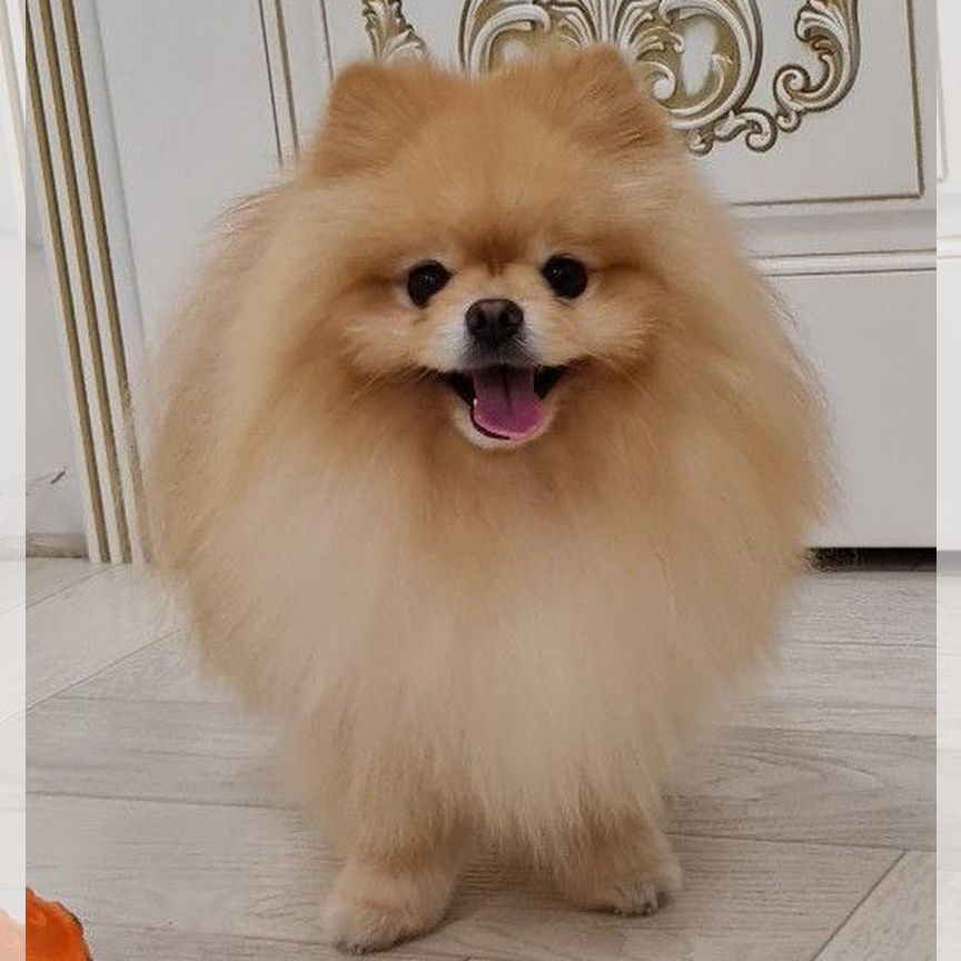 Вязка Померанский шпиц тип мишка 2,8кг