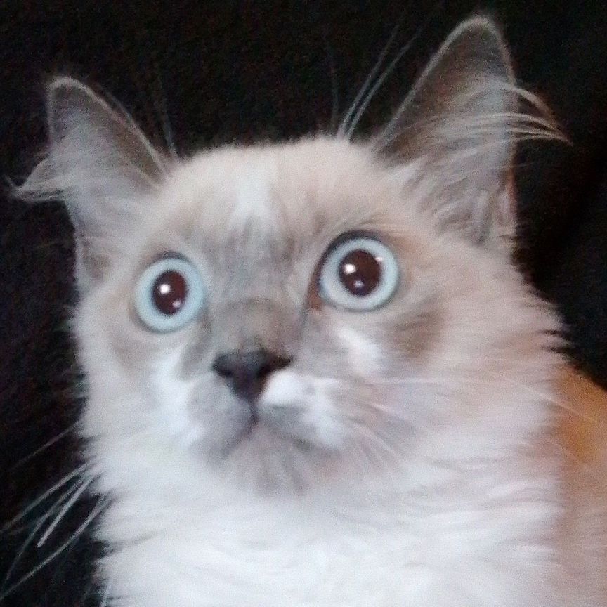 Кошка снешка