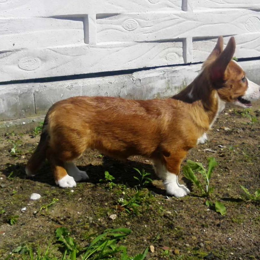Вельш Корги Кардиган, щенок
