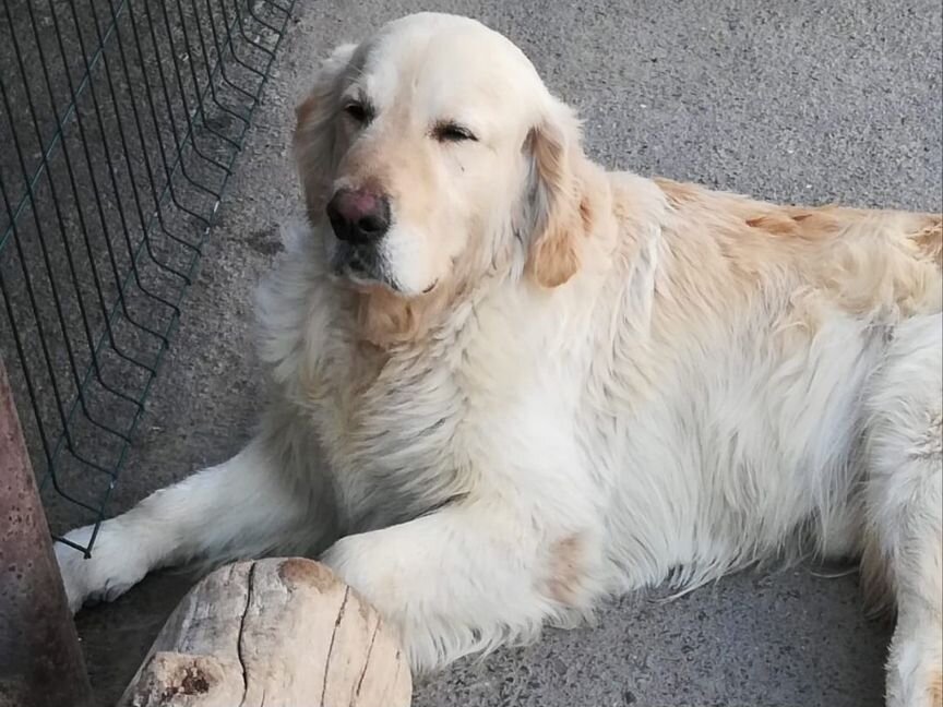 Ретривер(девочки)