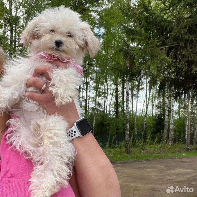 Мальтипу подрощенная девочка