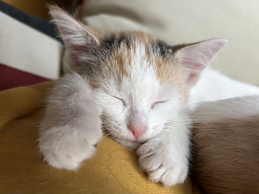 Трехцветный котенок ищет дом