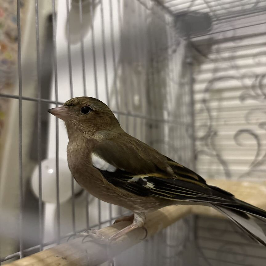 Домашняя птица зяблик