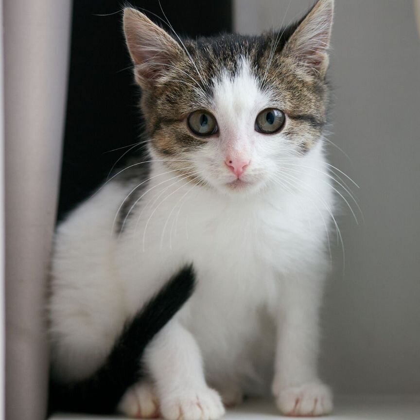 Котёнок в добрые руки