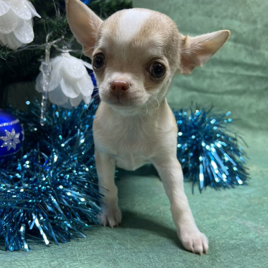 Чихуахуа готова к переезду