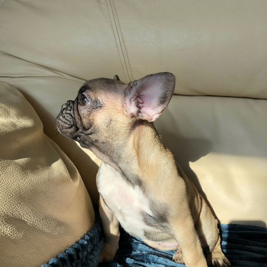 Французский бульдог РКФ