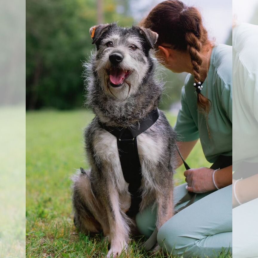 Взрослая собака в добрые руки