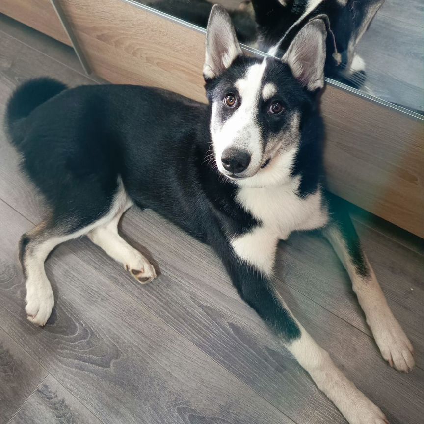 Сибирский хаски