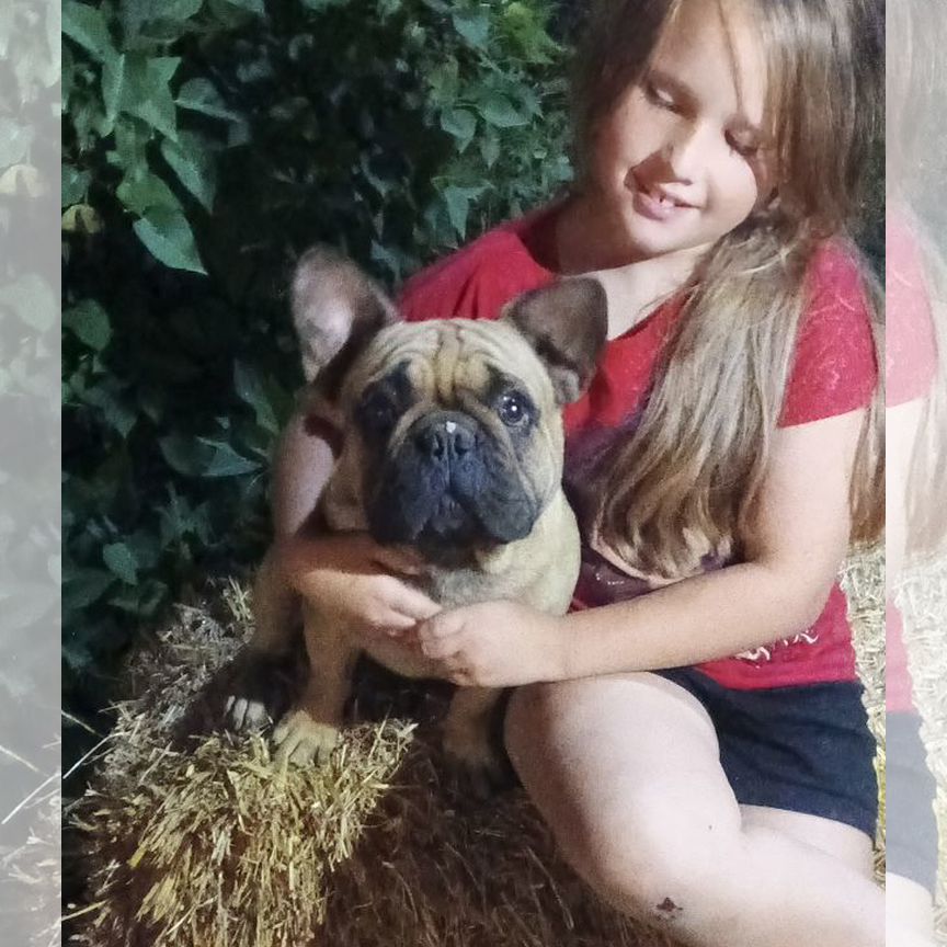 Французский бульдог