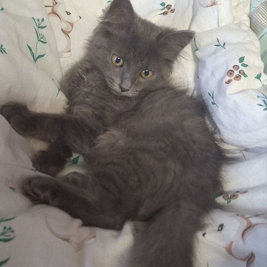 Кошечка в дар