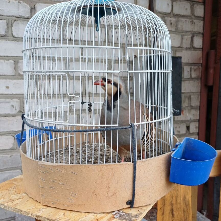 Кеклик самка поющий