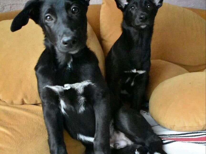 Два щенка - подростка, 4 мес
