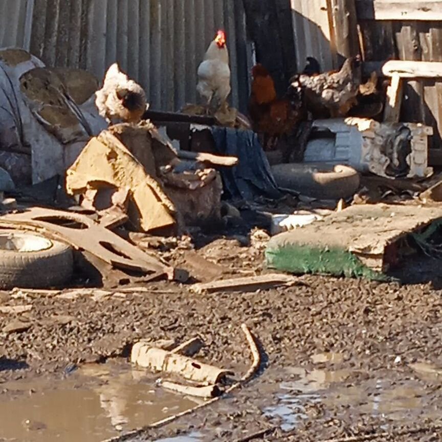 Петухи и гусь