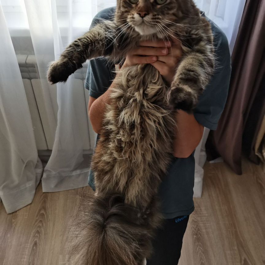 Кошка мейкун