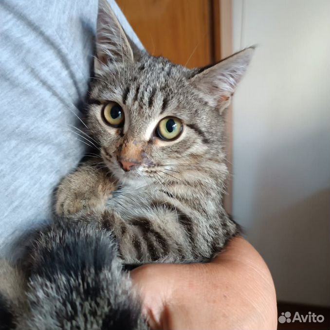 Котенок Митя