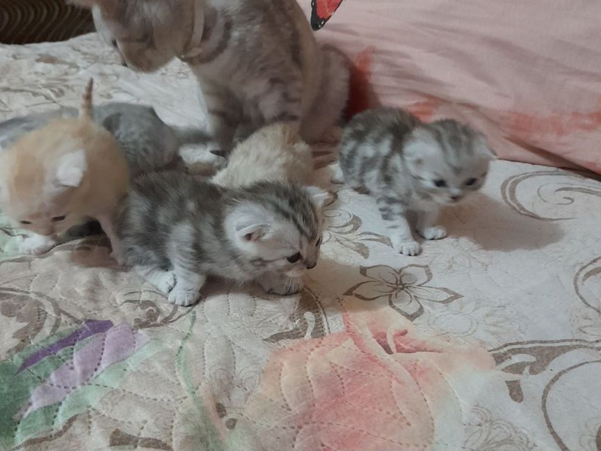 Шотландские вислоухие котята