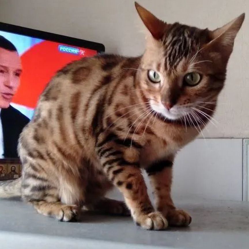 Бенгальская, взрослая кошка